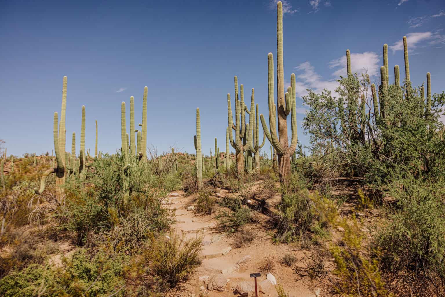 Saguaro National Park: Explore the West Side – Arizona Detours