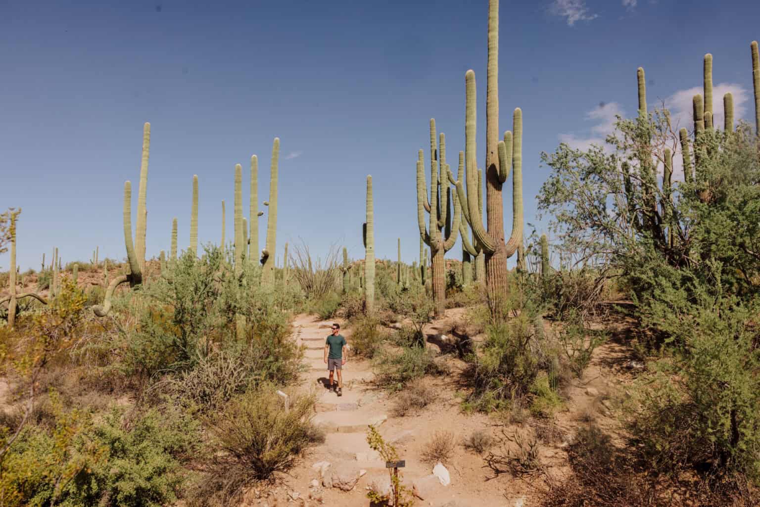 Saguaro National Park: Explore the West Side – Arizona Detours