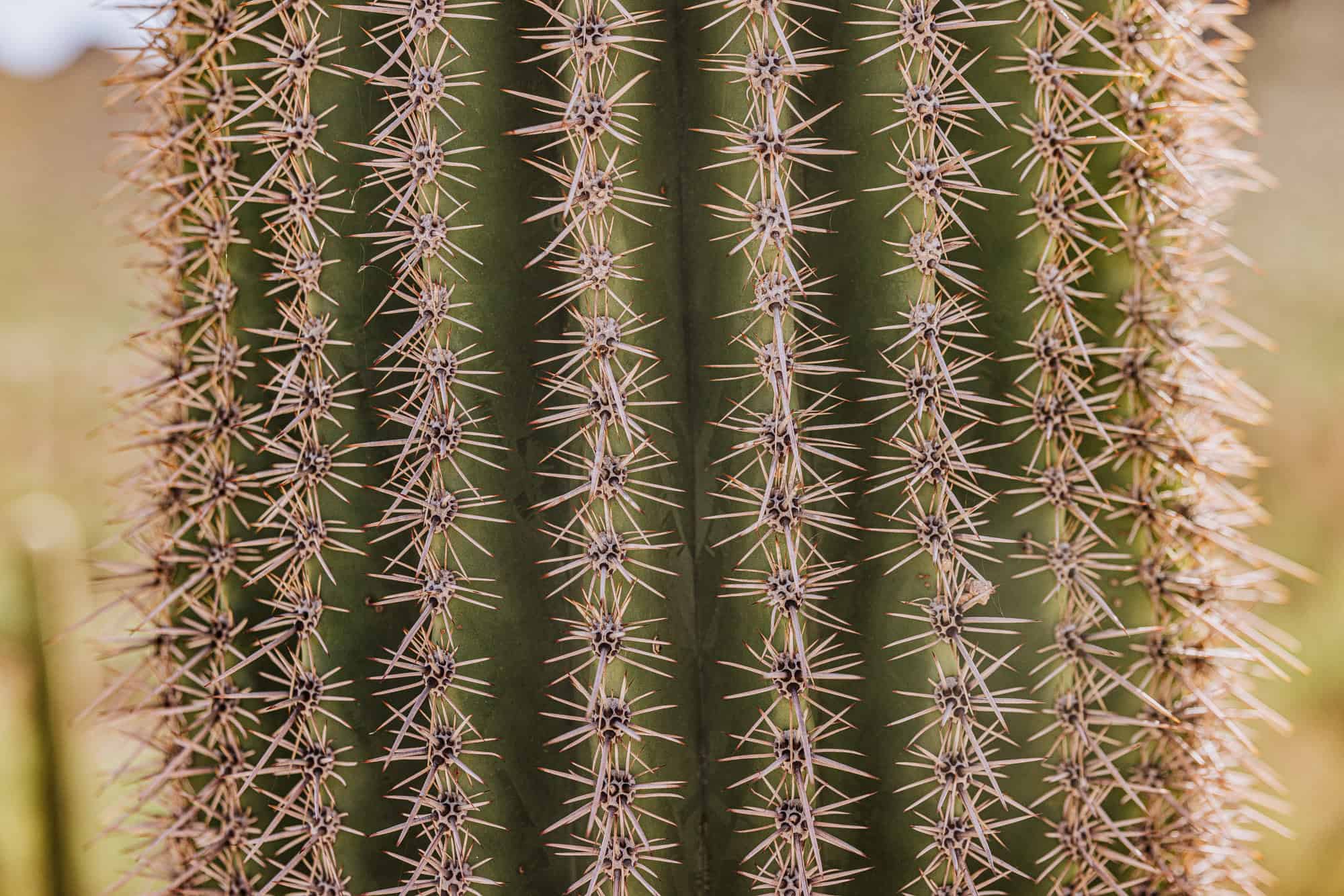 Saguaro National Park: Explore the West Side – Arizona Detours